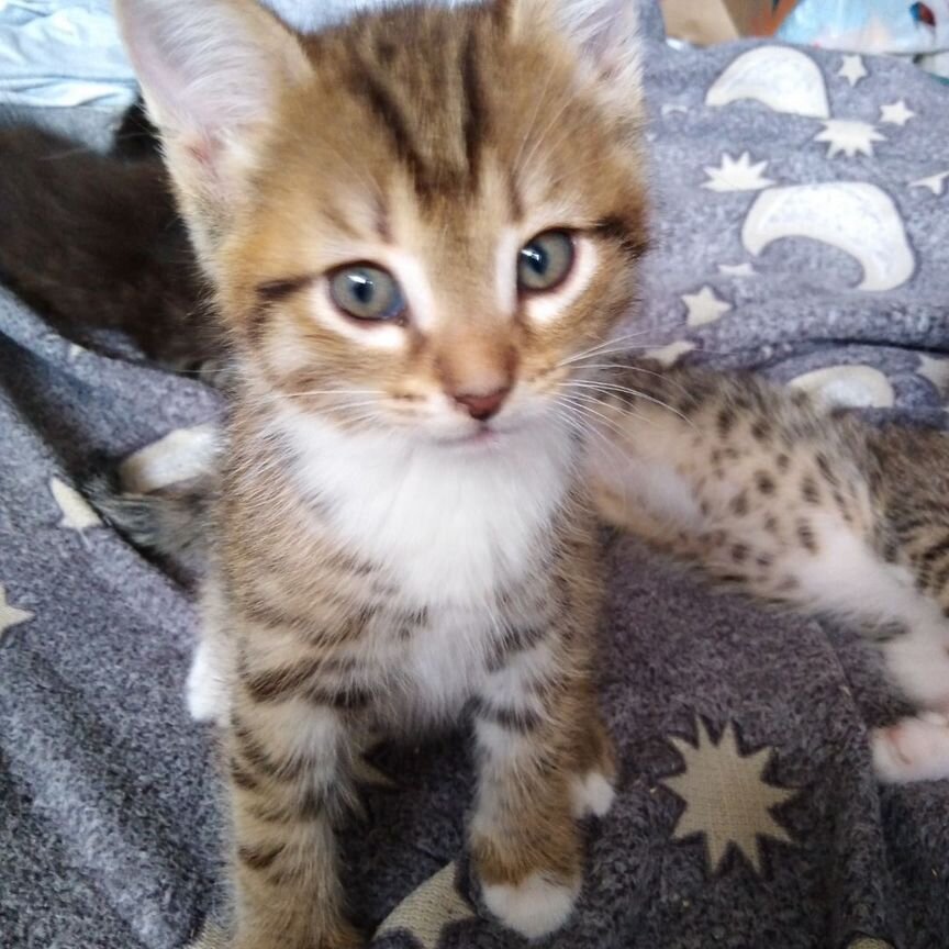 Сококе котята 1 месяц