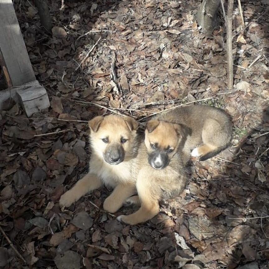 Отдам щенят в добрые руки