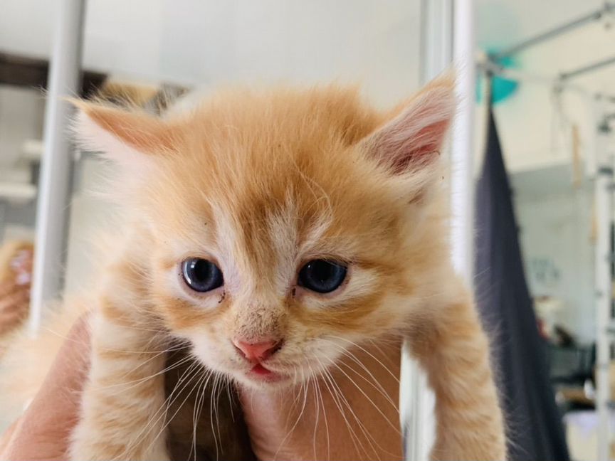 Котики бесплатно в добрые руки