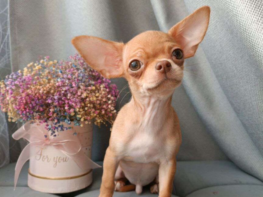 Щенки чихуахуа