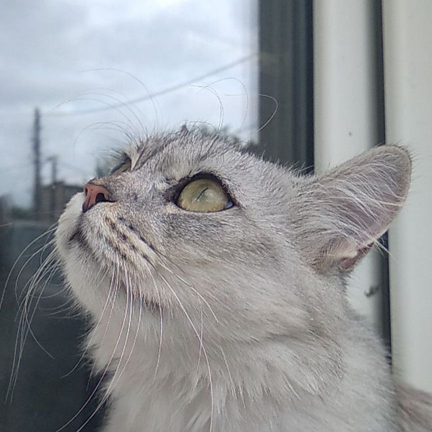 Невский маскарадный котёнок