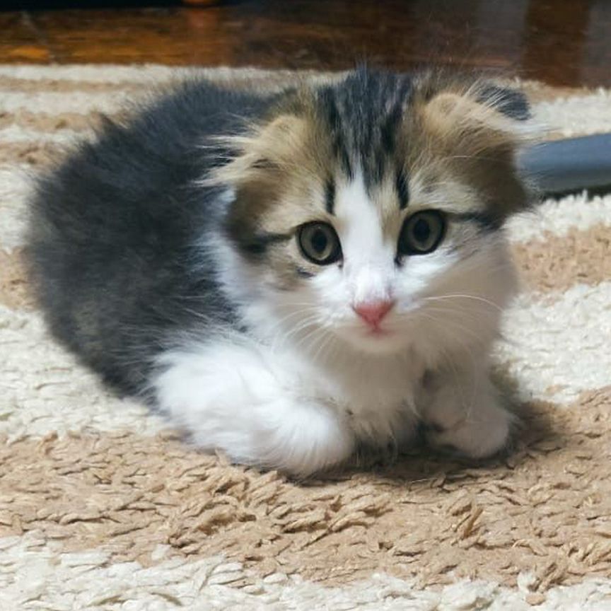 Кошечка в добрые руки