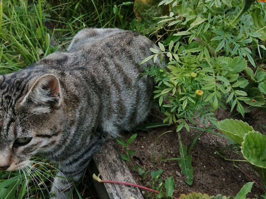 Кошки в добрые руки бесплатно