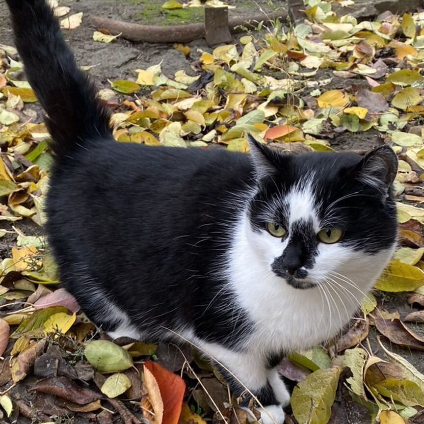 Кошечка в добрые руки