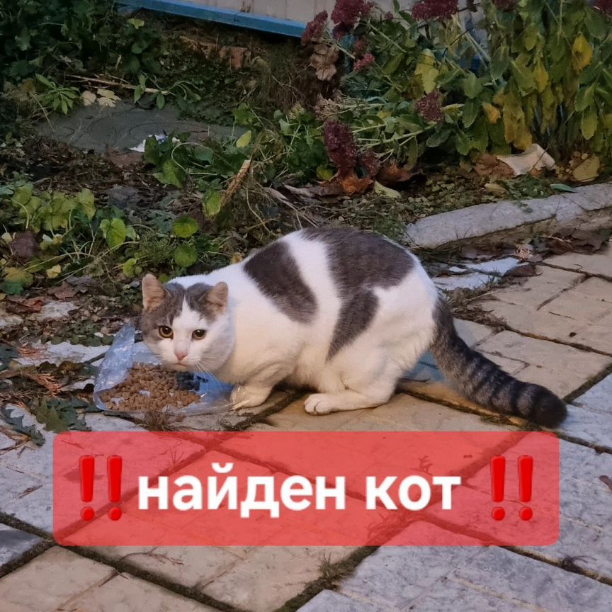 Отдам кота в добрые руки