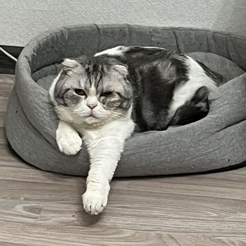 Шотланский вислоухий кот