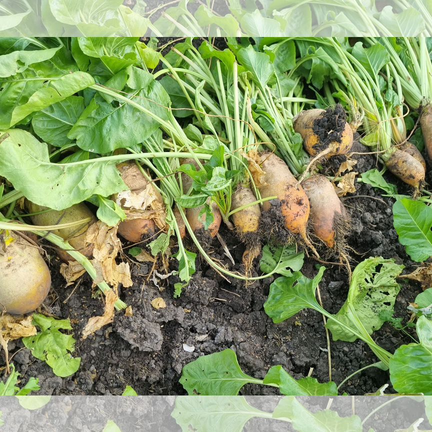 Свекла кормовая