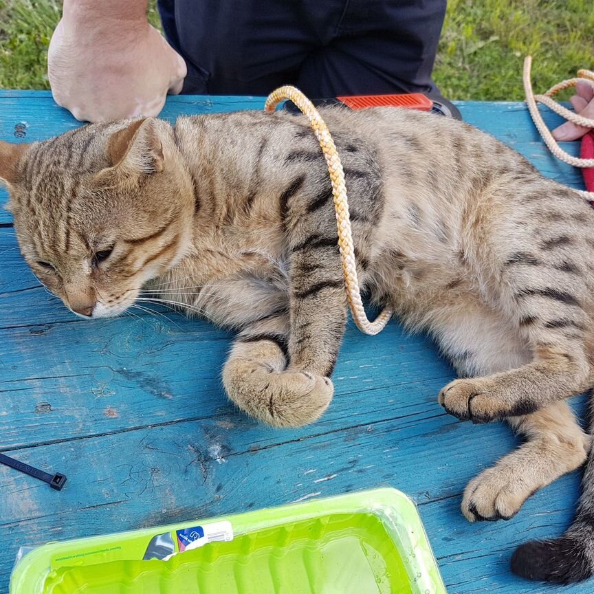 Кот бесплатно