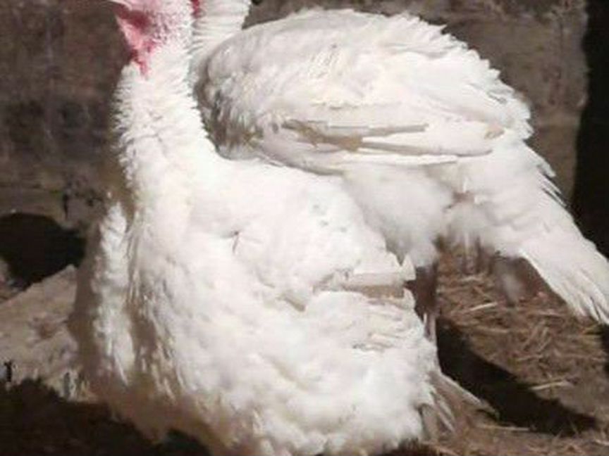 Индюки на мясо