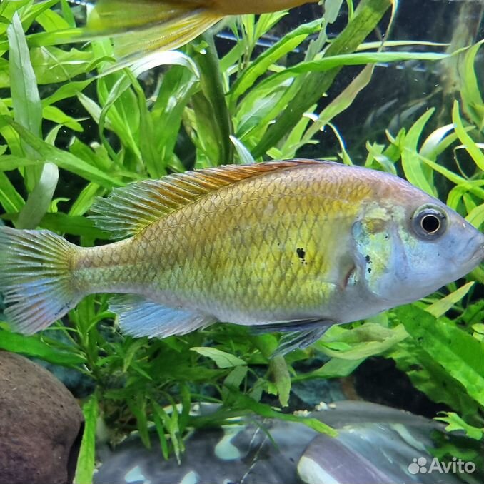 Цихлиды в дар