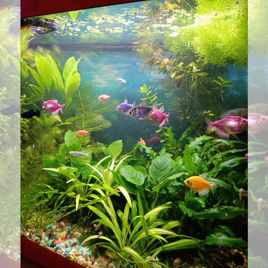 Аквариумные растения прополка