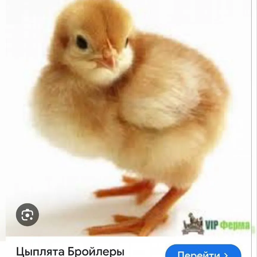 Цыплята Редбро