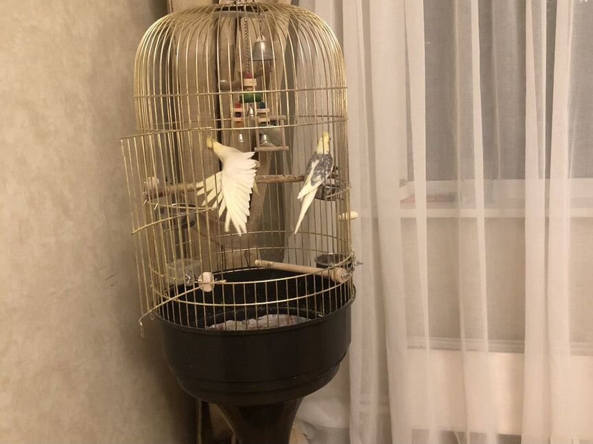 Пара попугаев корелла с большой клеткой