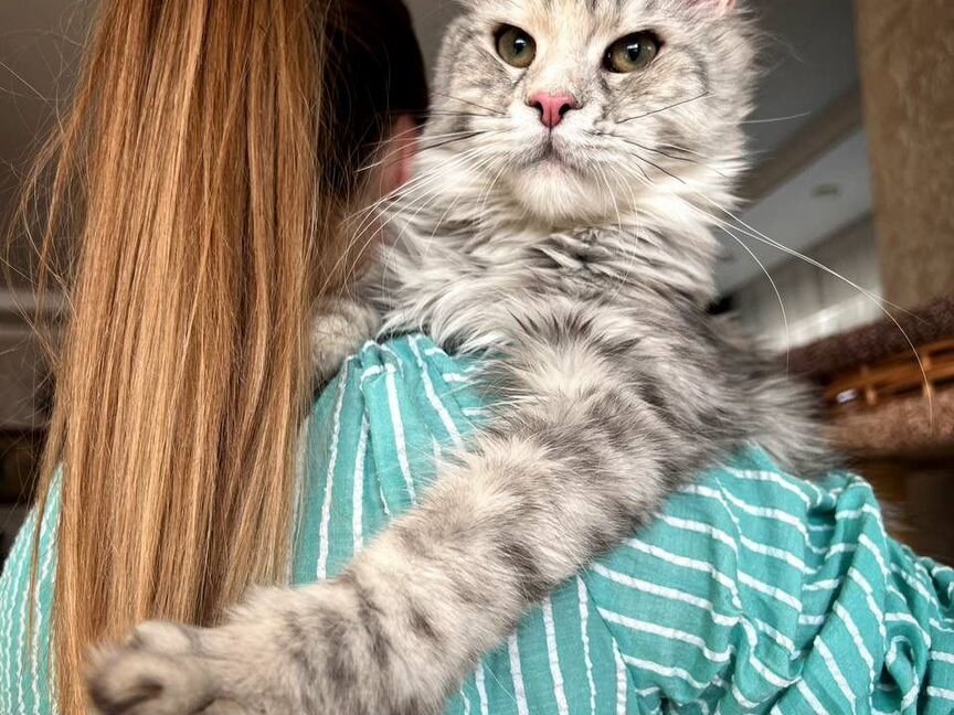 Котята мейн-кун серебро