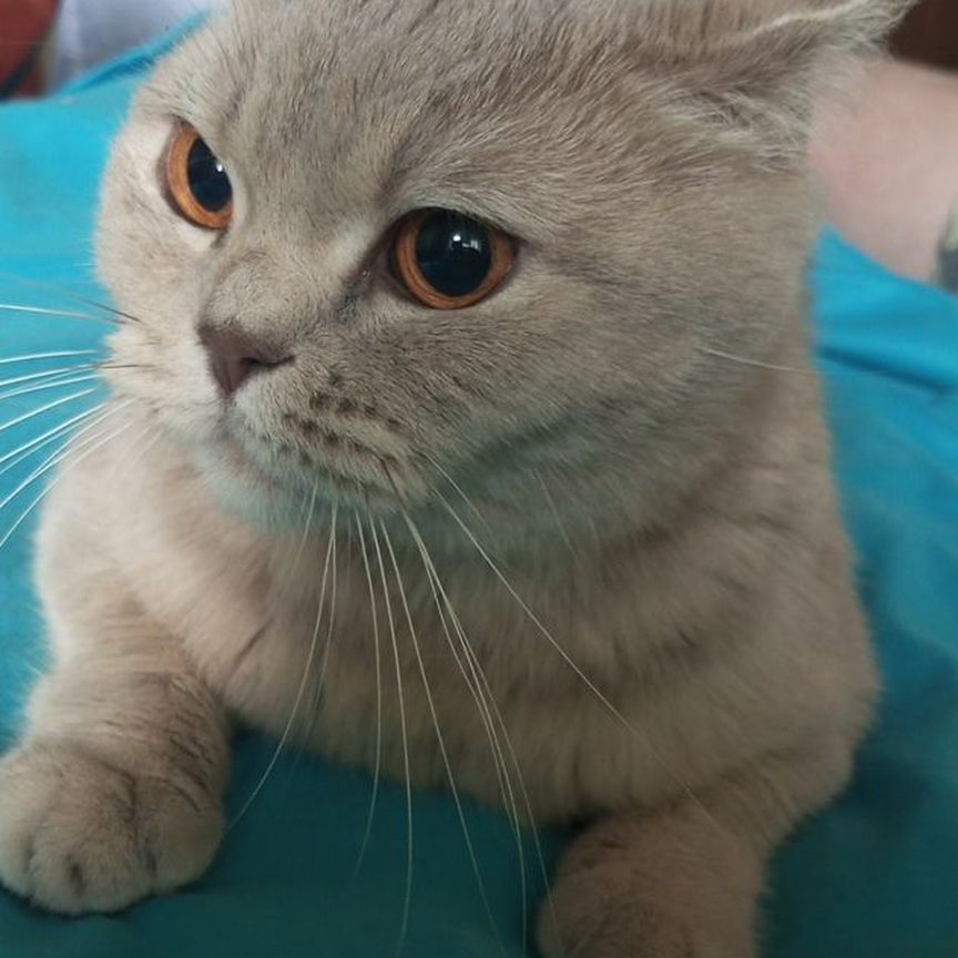 Ищем кота британца на вязку