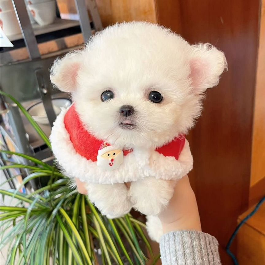 Щенки бишонфризе