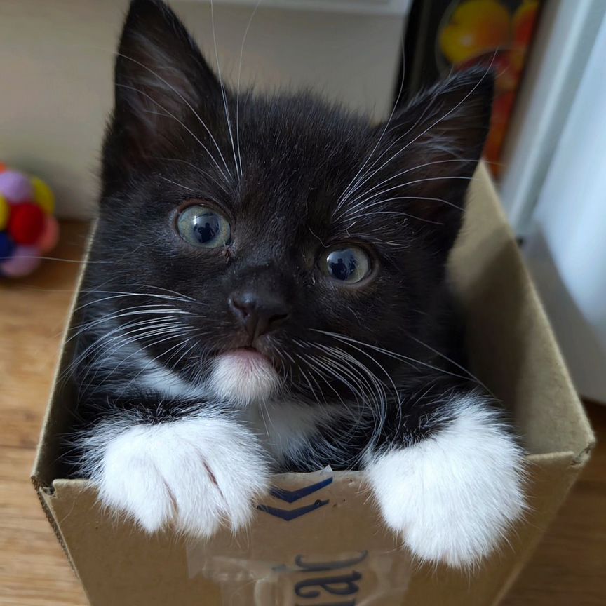 Котёнок в добрые руки