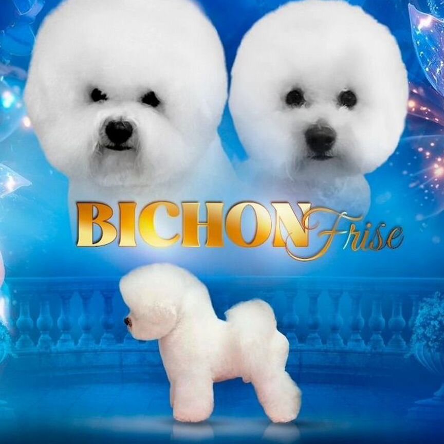 Бишон фризе