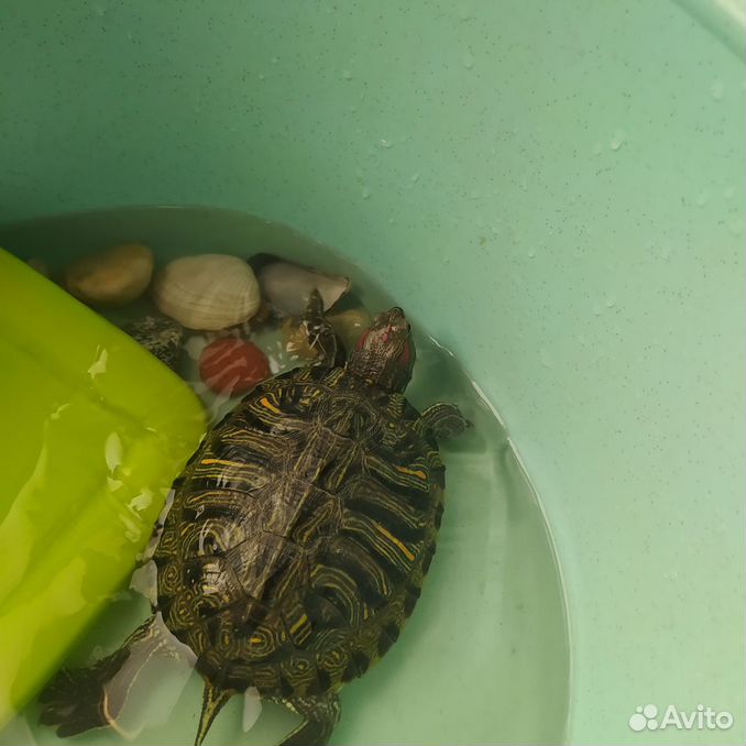 Красноухая черепаха