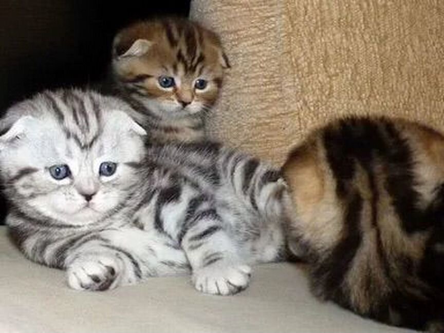 Шотландская