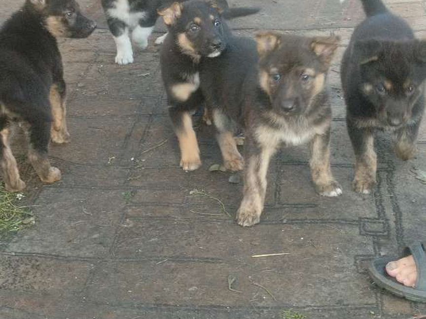 Продам щенят Восточно Европейская овчарка