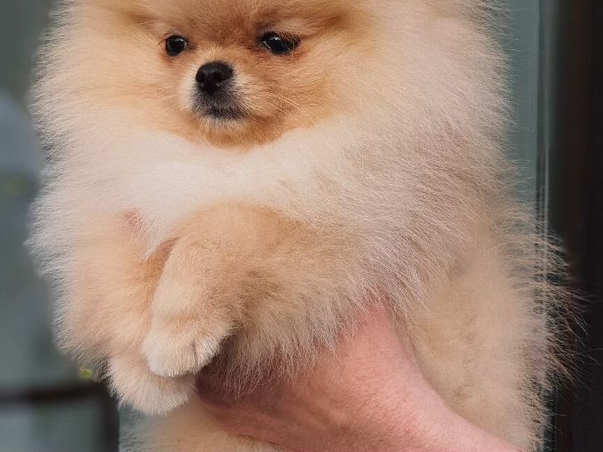 Померанский шпиц