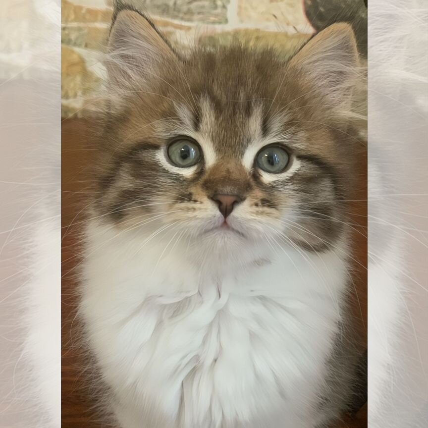 Сибирский котёнок