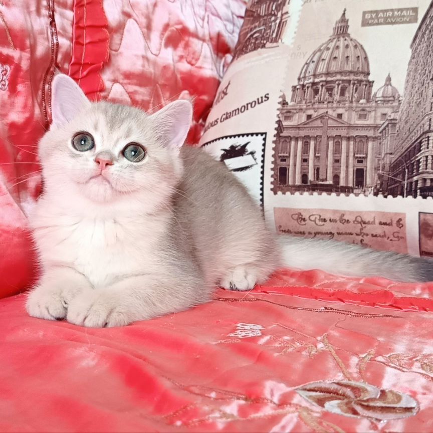 Голубая золотая шиншиллочка