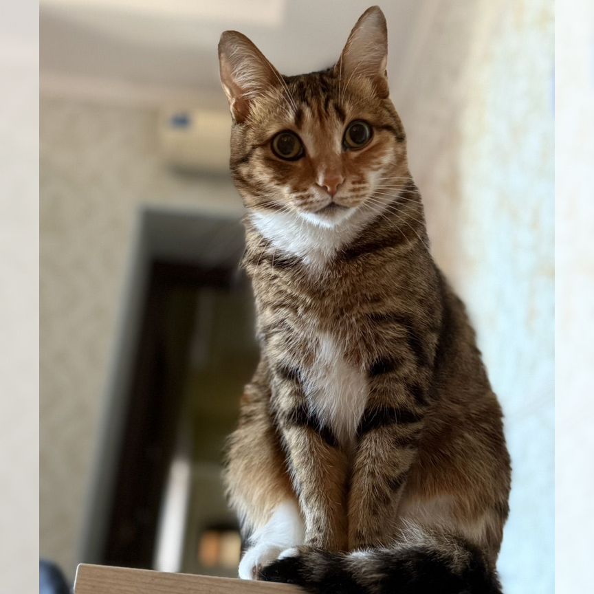 Взрослая кошка в добрые руки