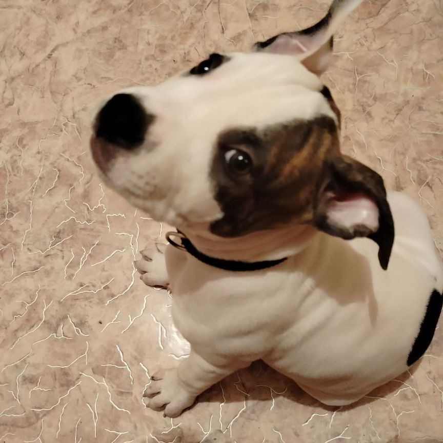 Продам щенка американского стаффа