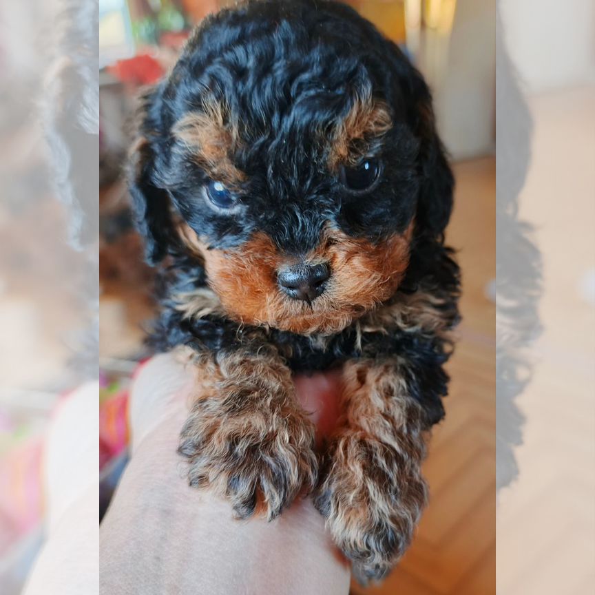 Пудель, щенок