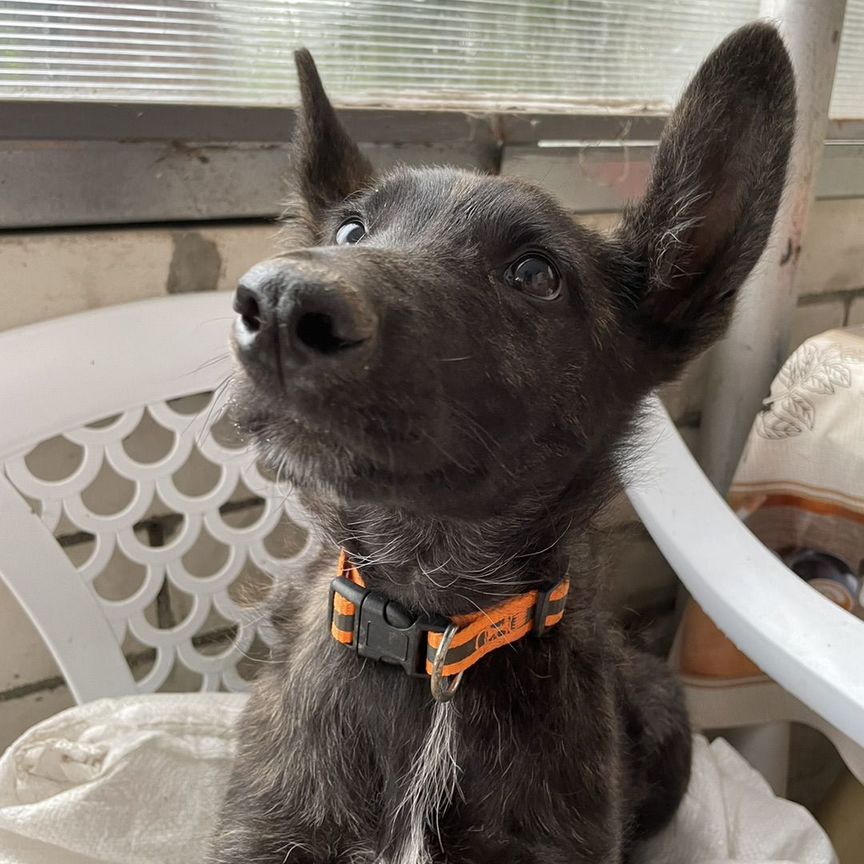 Продаю собачку