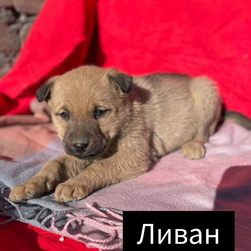 Ливан ждет вас