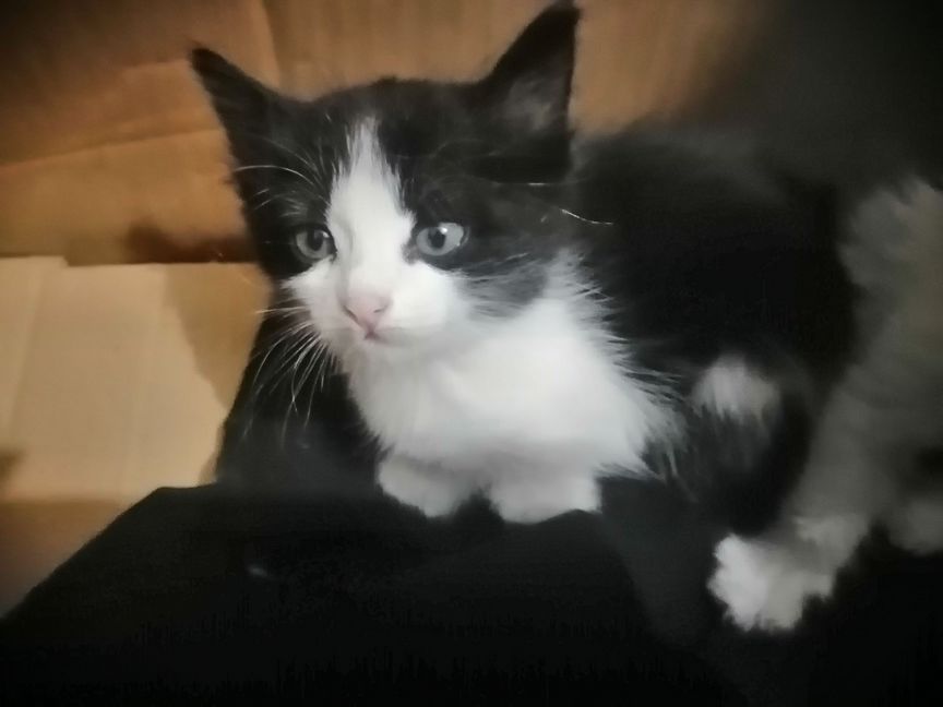 Кошечка 1. 5 месяцев на улице