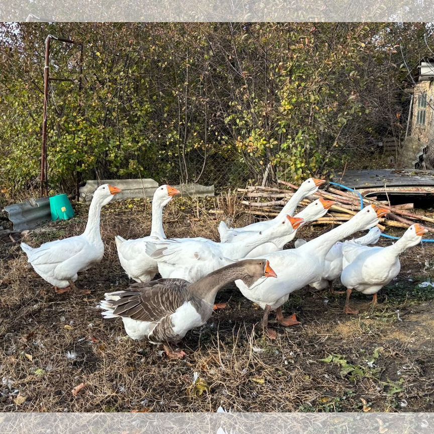 Холмогорские гуси
