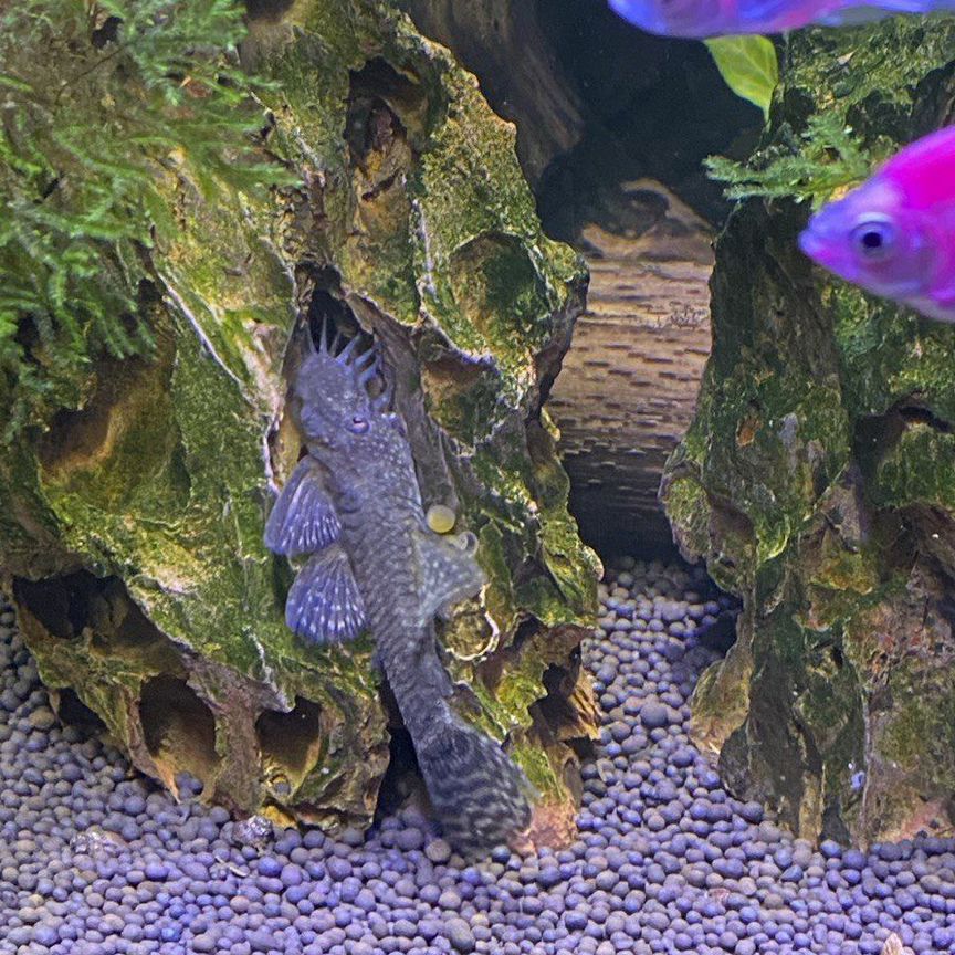 Сом анциструс