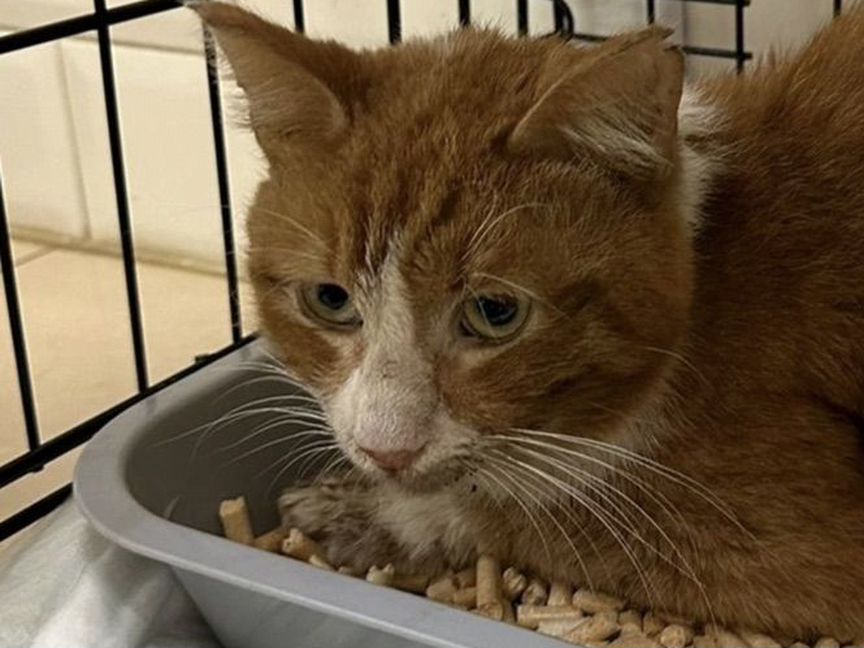 Рыжий котик