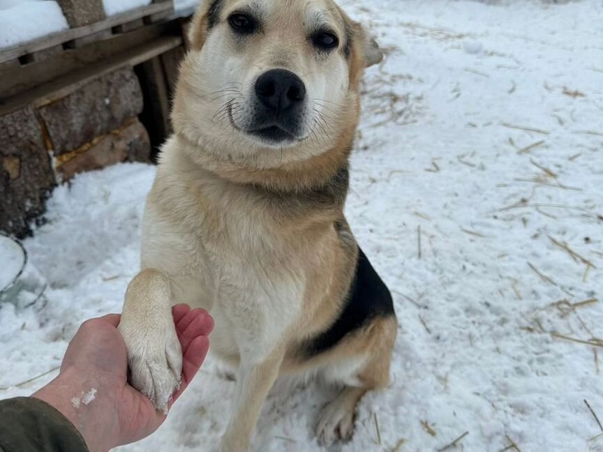 Добрый пëс в добрые руки