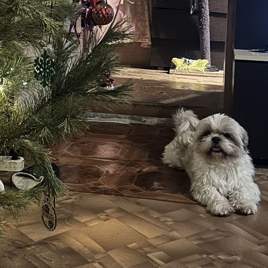 Шит цу вязка Самара