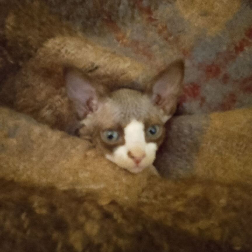 Котята - сфинксы
