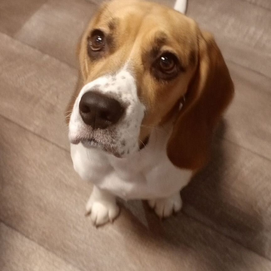 Собака бигль