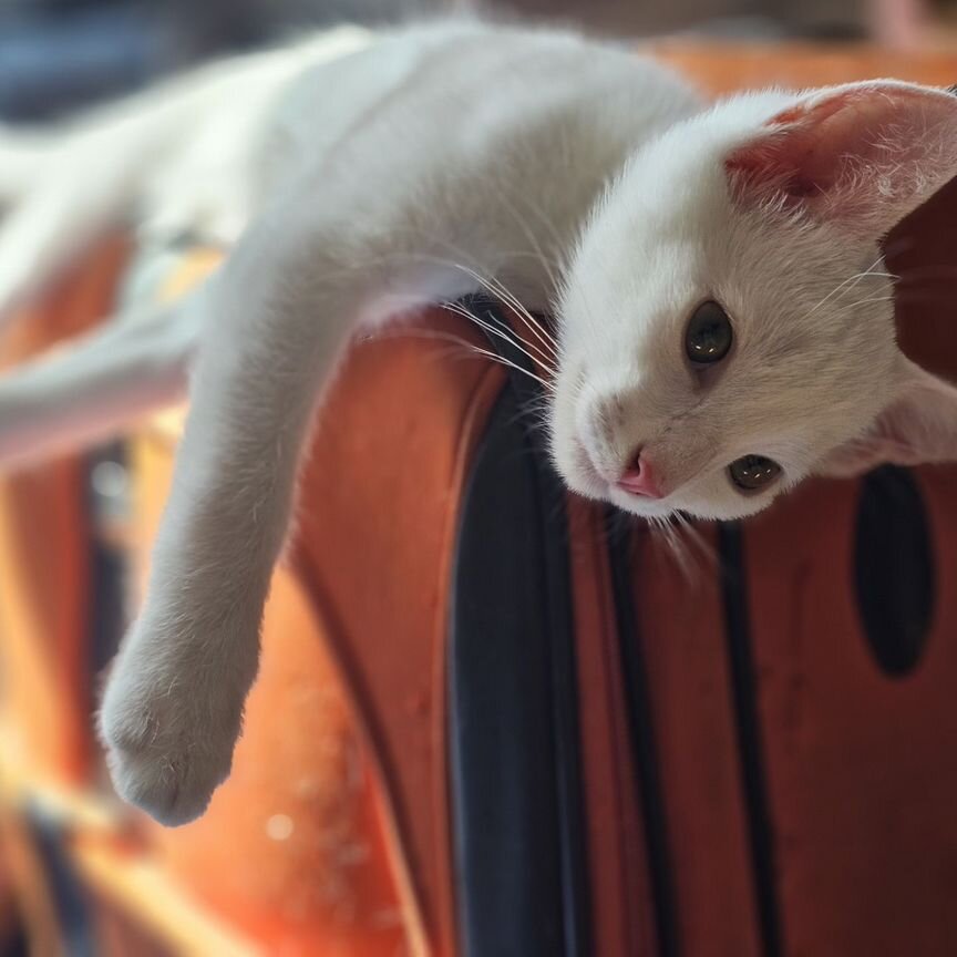 Белый котенок