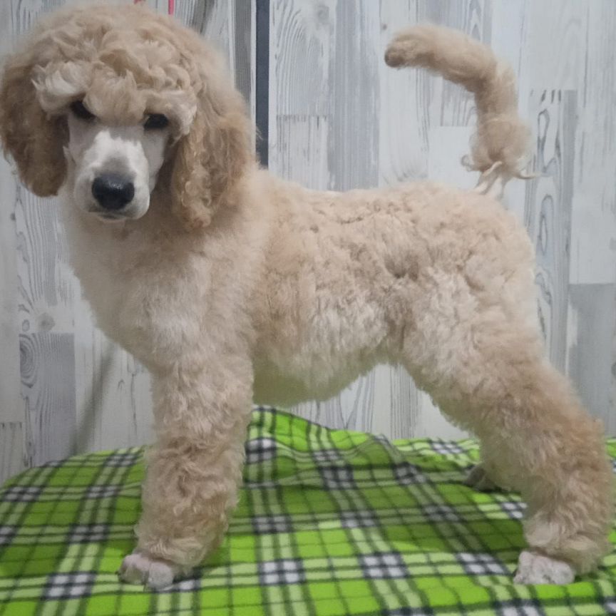 Щенки королевского большого пуделя