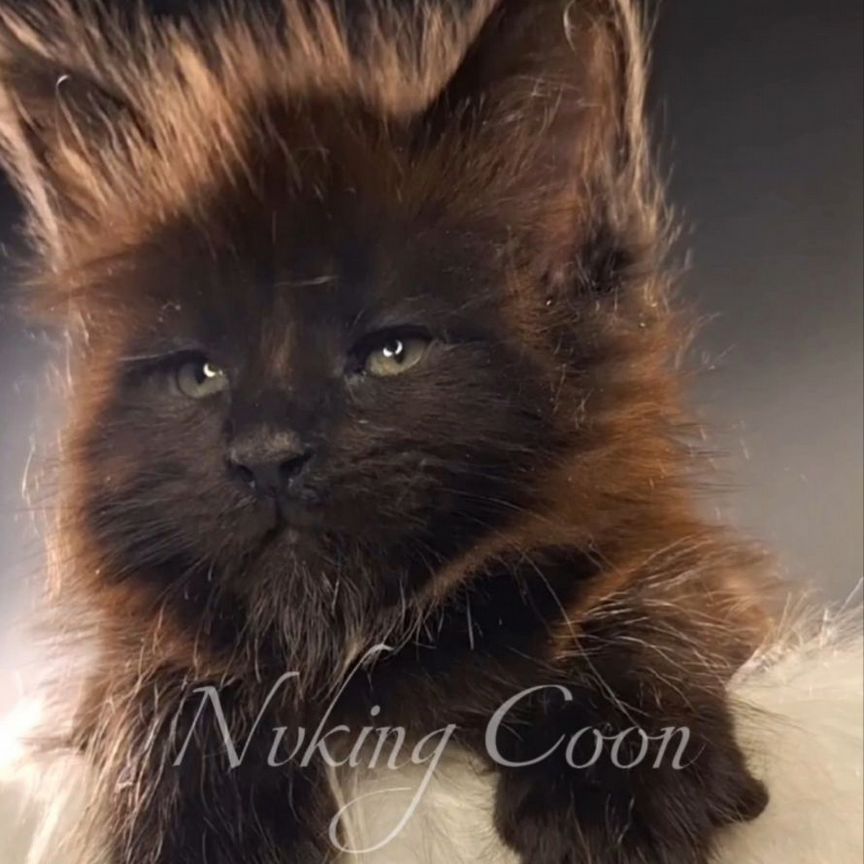 Чёрный солид