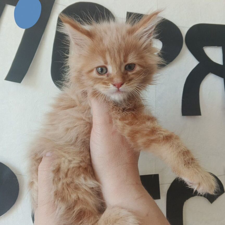 Котята мейн-кун рыжие