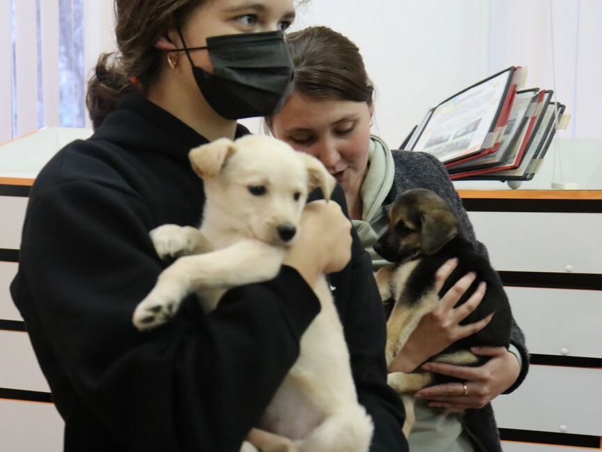 Щенок в добрые руки