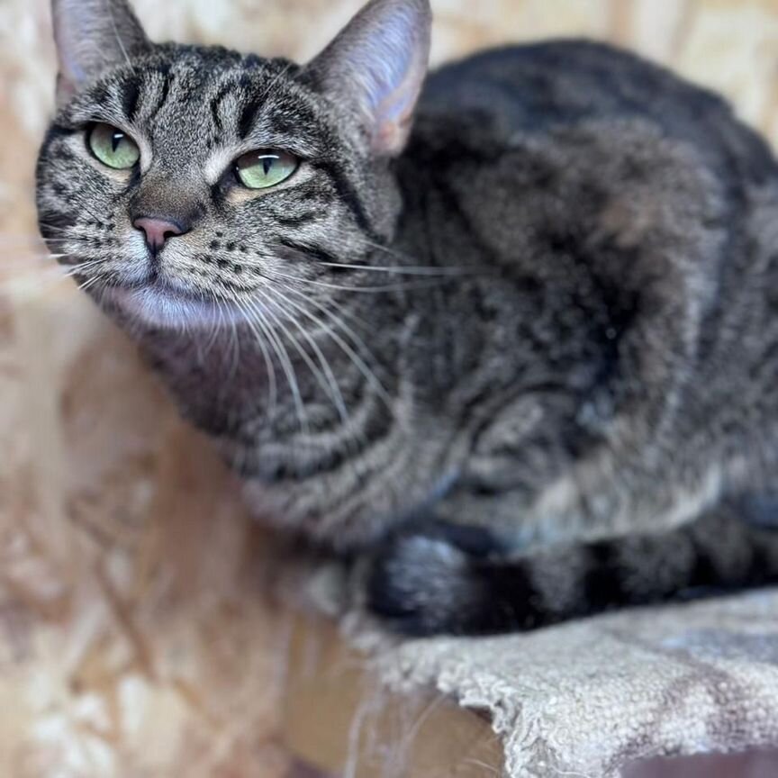 Кошки в добрые руки бесплатно