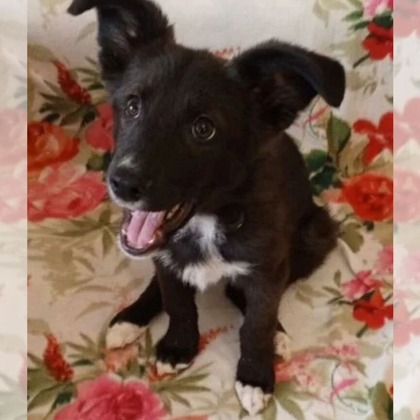 Щенок в добрые руки