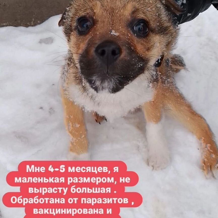 Щенок в добрые руки бесплатно маленькая размером