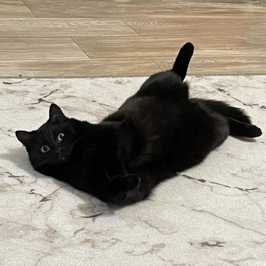 Взрослый кот в добрые руки